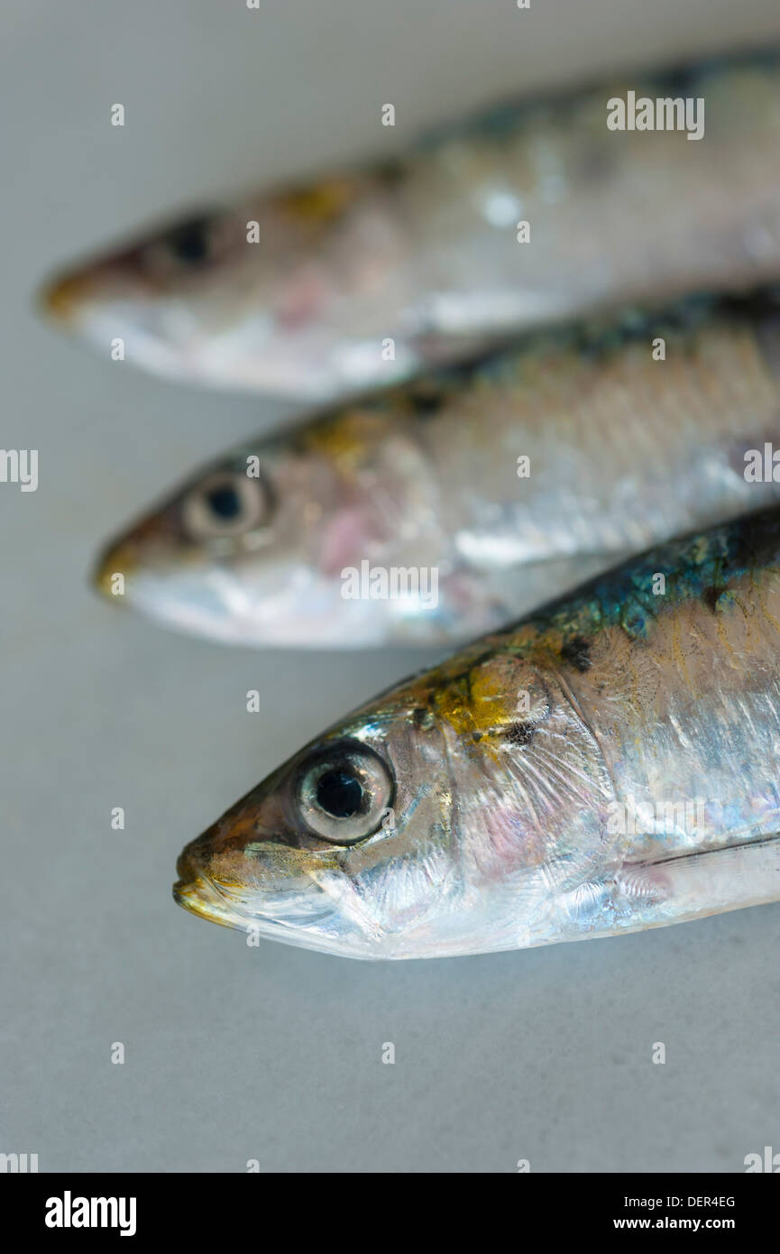 three raw sardines (Sardina pilchardus) on grey stone Stock Photo - Alamy