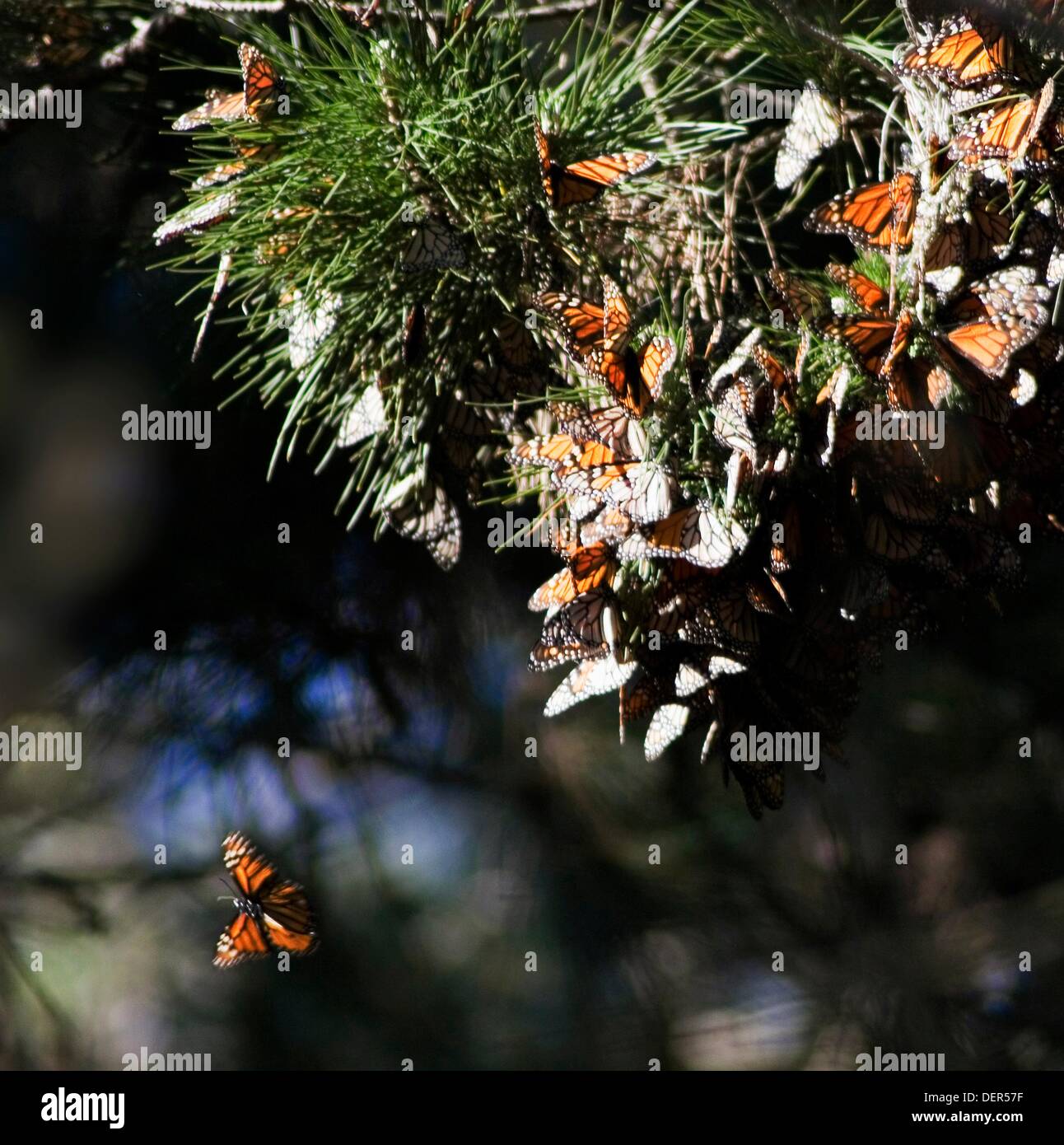 Monarch butterfly annual migration hi-res stock photography and images ...
