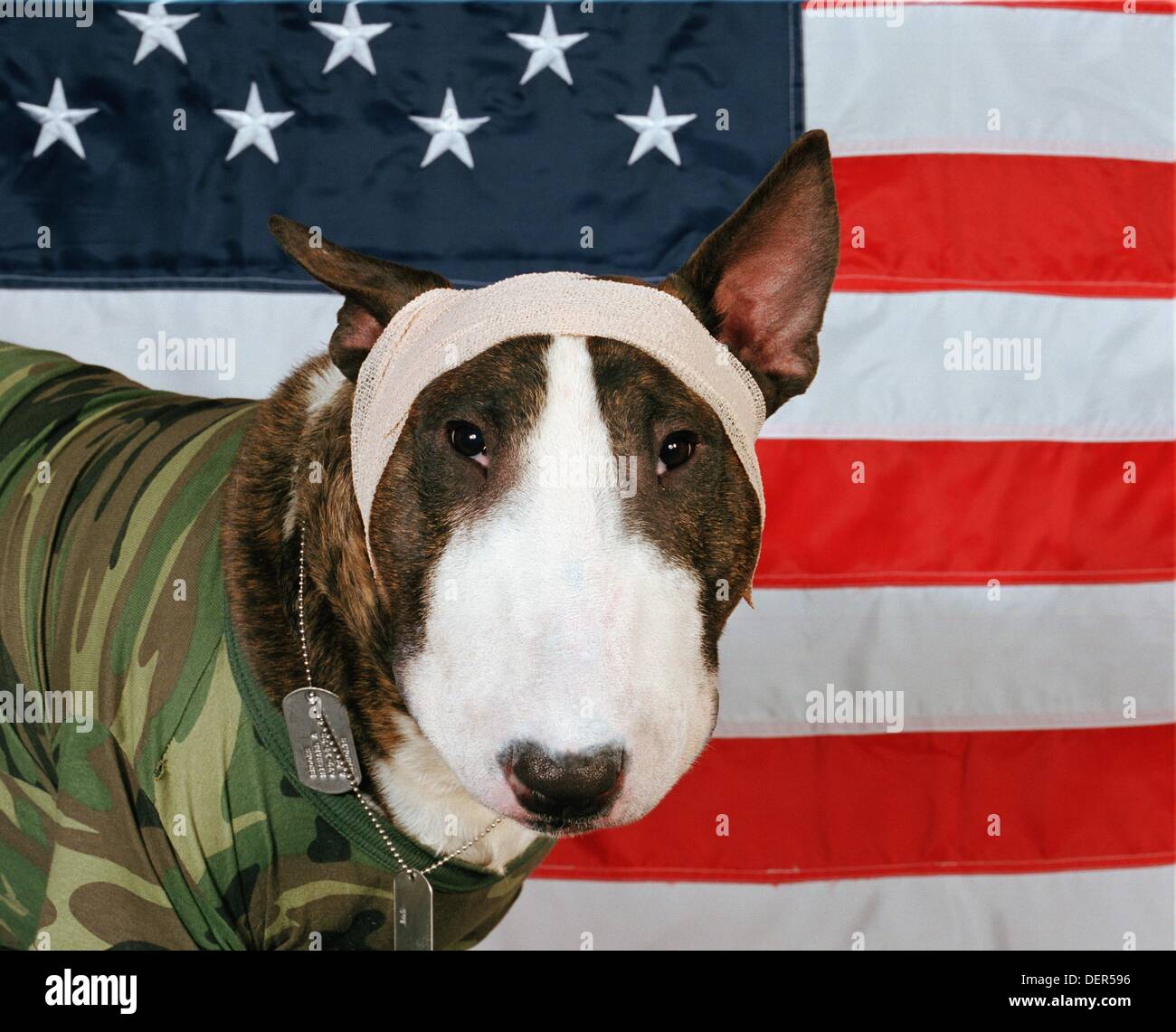 American Bull Flag High Resolution Stock Photography and Images - Alamy