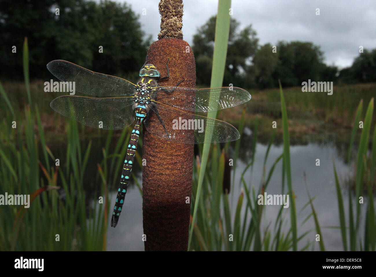 Common Hawker Dragonfly Stock Photo - Alamy