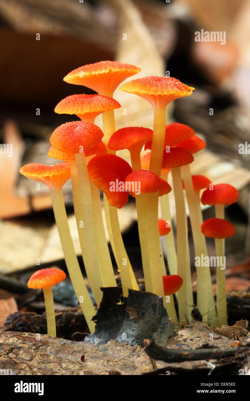 Red Fungi High Resolution Stock Photography and Images - Alamy