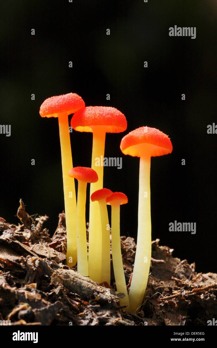 Red fungi hi-res stock photography and images - Alamy