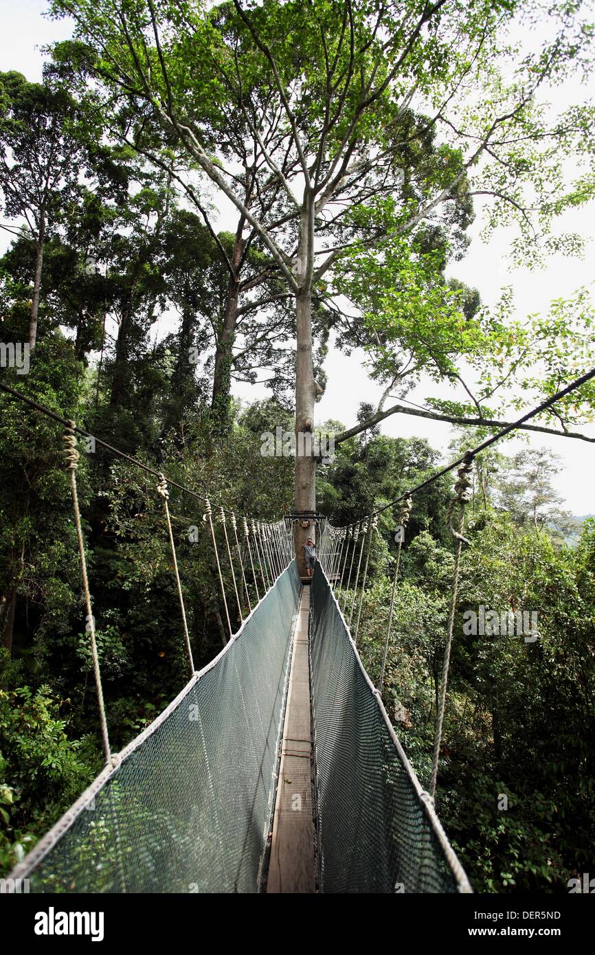 Poring canopy walk hi-res stock photography and images - Alamy