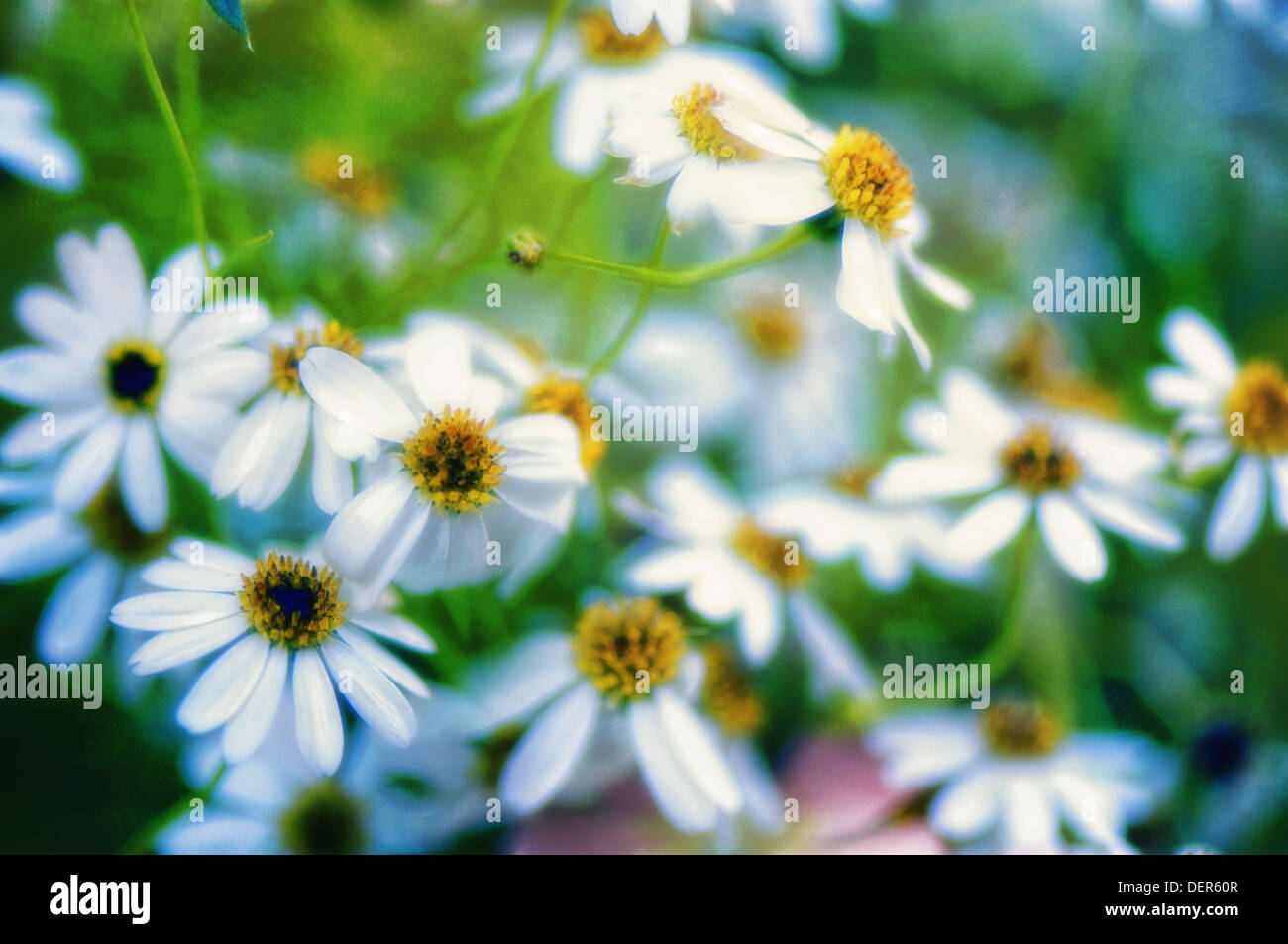 Brachyscome Iberidifolia High Resolution Stock Photography and Images ...