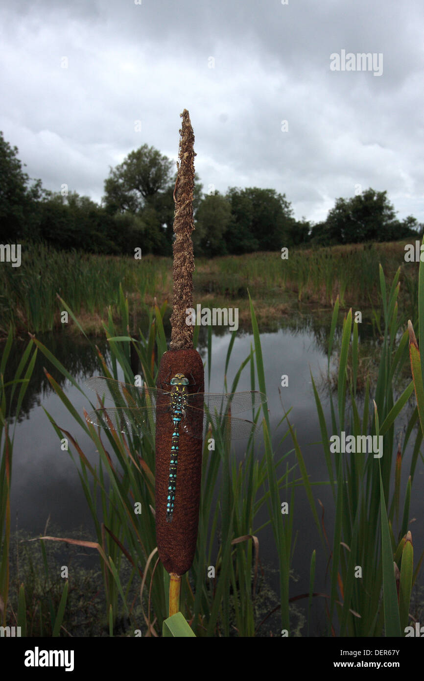 Common Hawker Dragonfly Stock Photo - Alamy