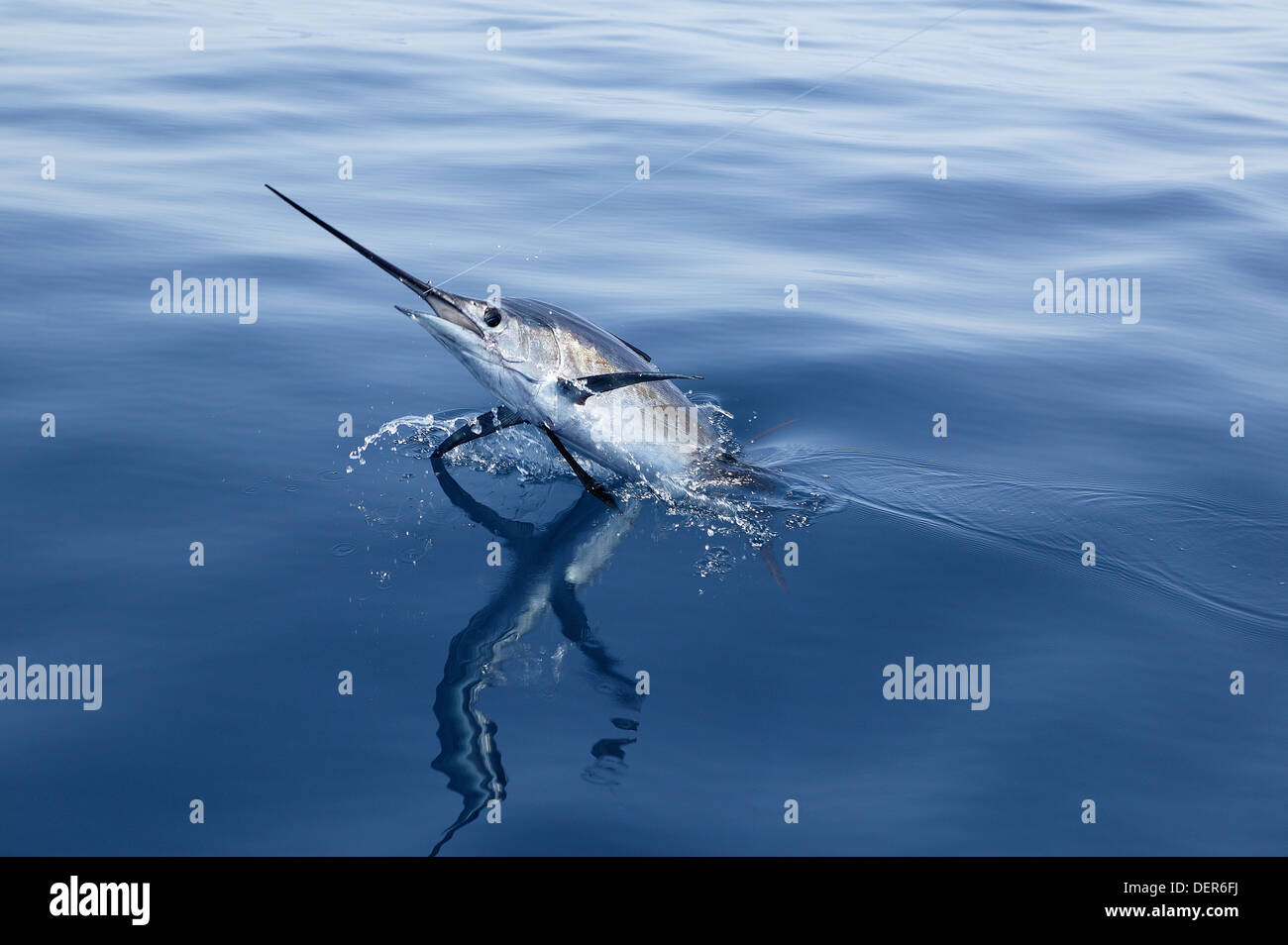 Broadbill swordfish underwater hi-res stock photography and images - Alamy