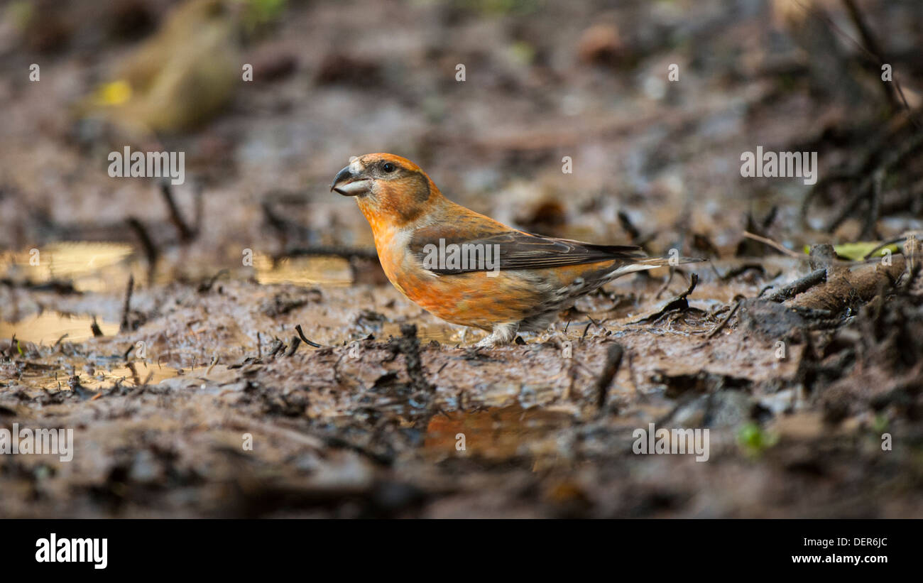 Red crossbill birds hi-res stock photography and images - Alamy
