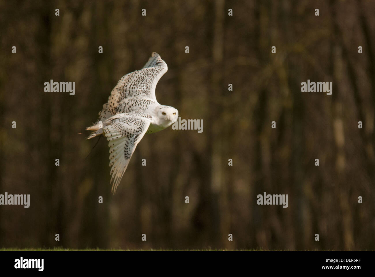 Snowy owl flying hi-res stock photography and images - Alamy
