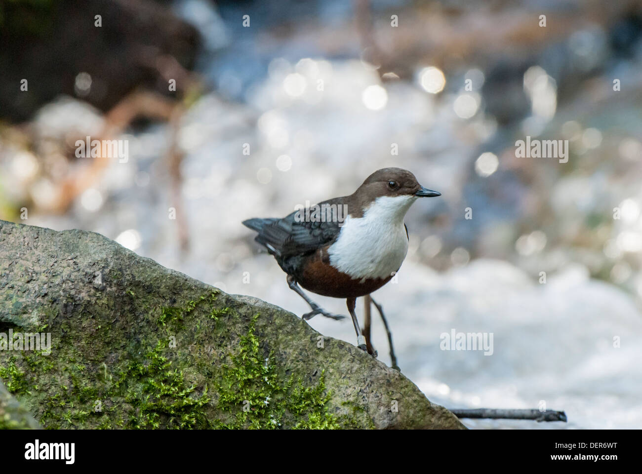 Dipper walking on rocks with waterfall in background Stock Photo - Alamy