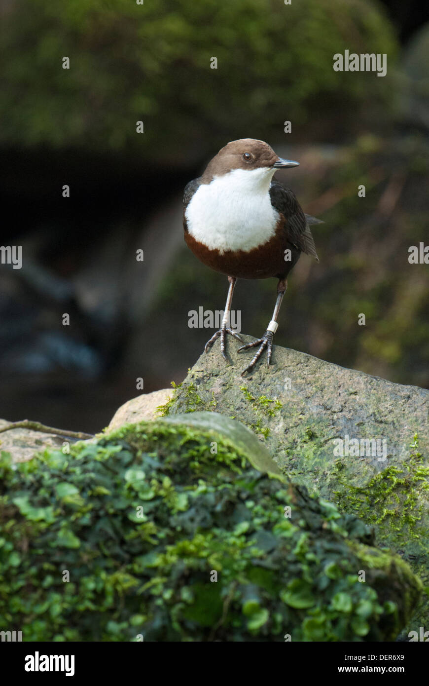 Dipper on Rock Stock Photo - Alamy