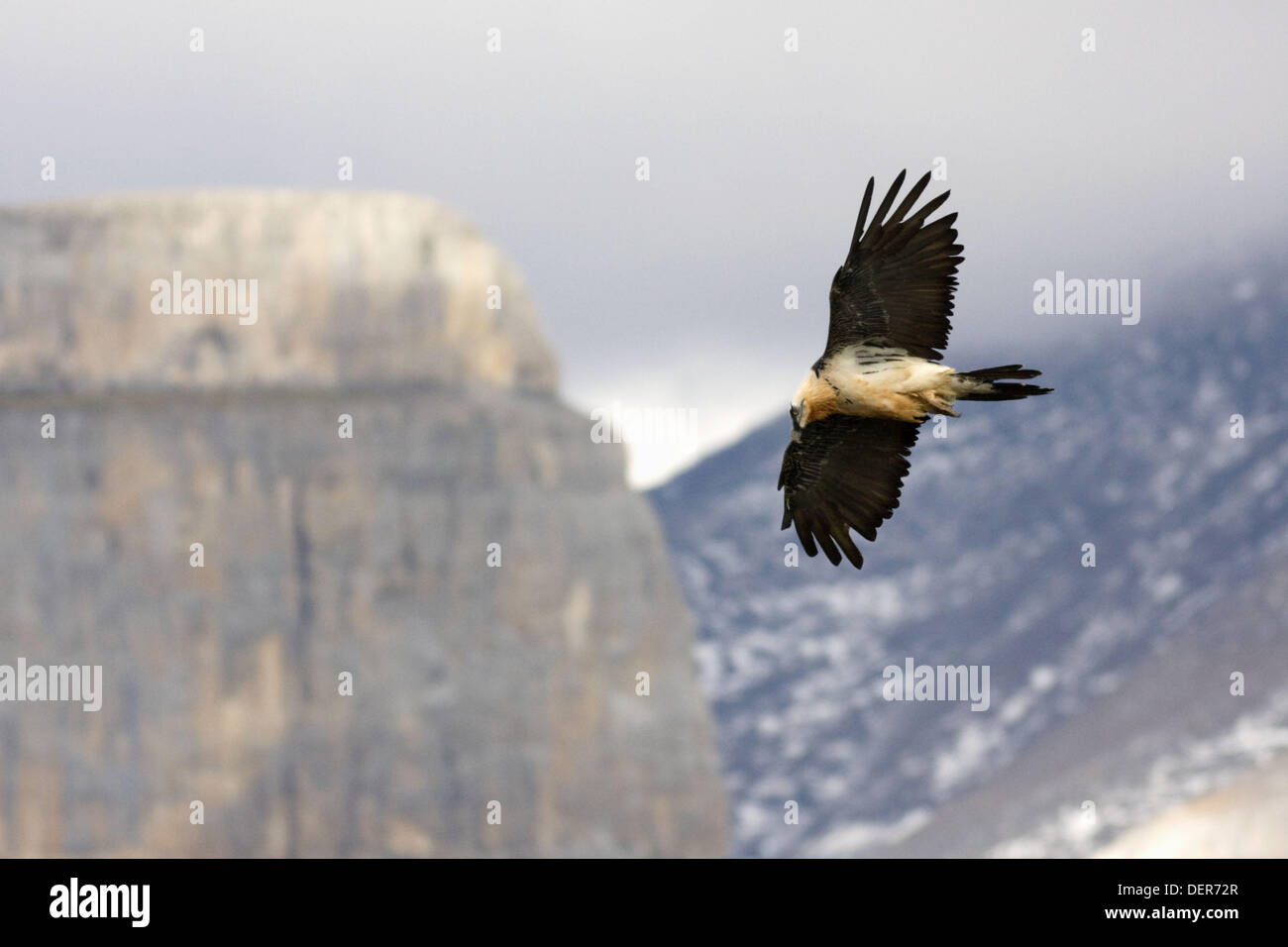 Vulture Bird Of Prey Bird Spain Spanish Pyrenees Stock Photos & Vulture ...