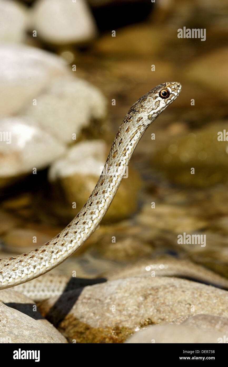 Montpellier snake spain hi-res stock photography and images - Alamy