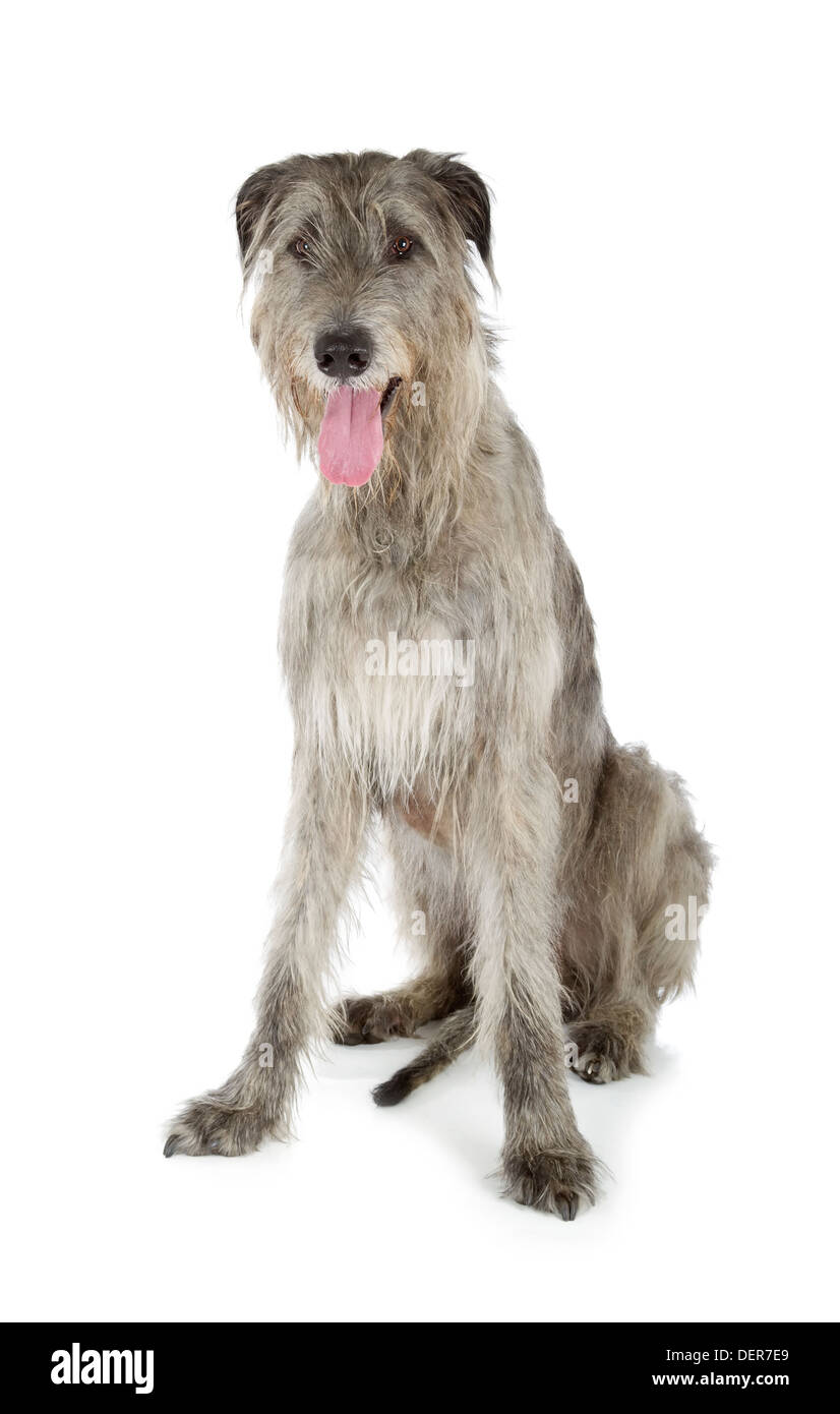 Irish Wolfhound isolated on a white background Stock Photo - Alamy