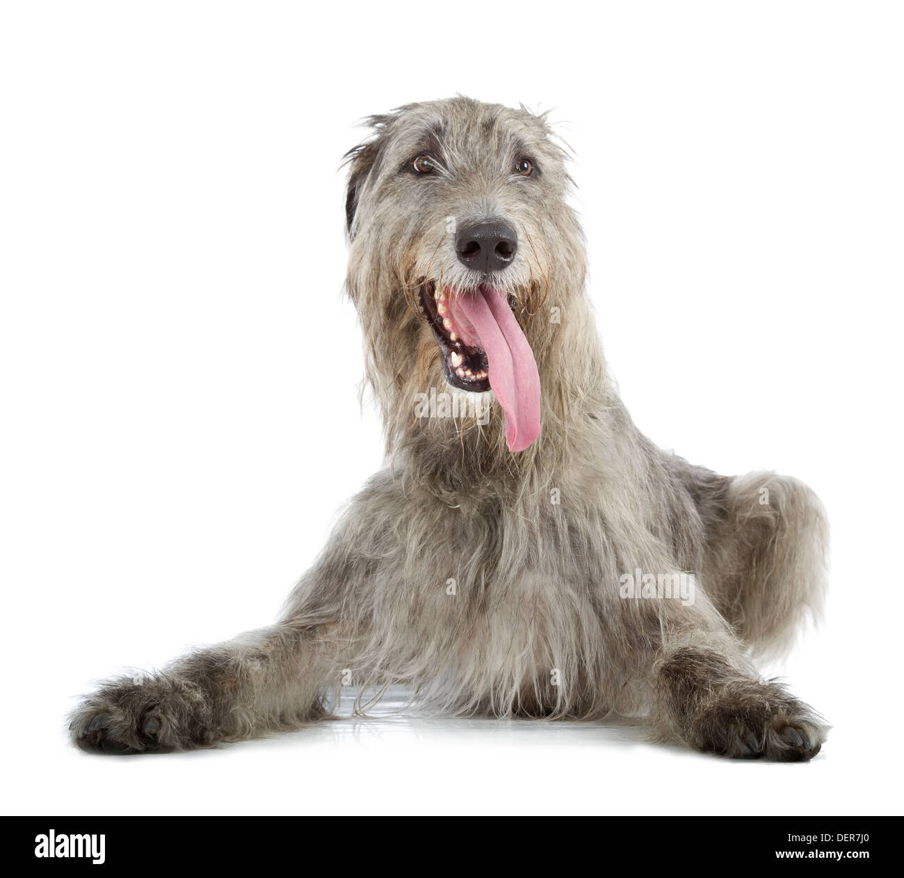 Irish Wolfhound isolated on a white background Stock Photo - Alamy