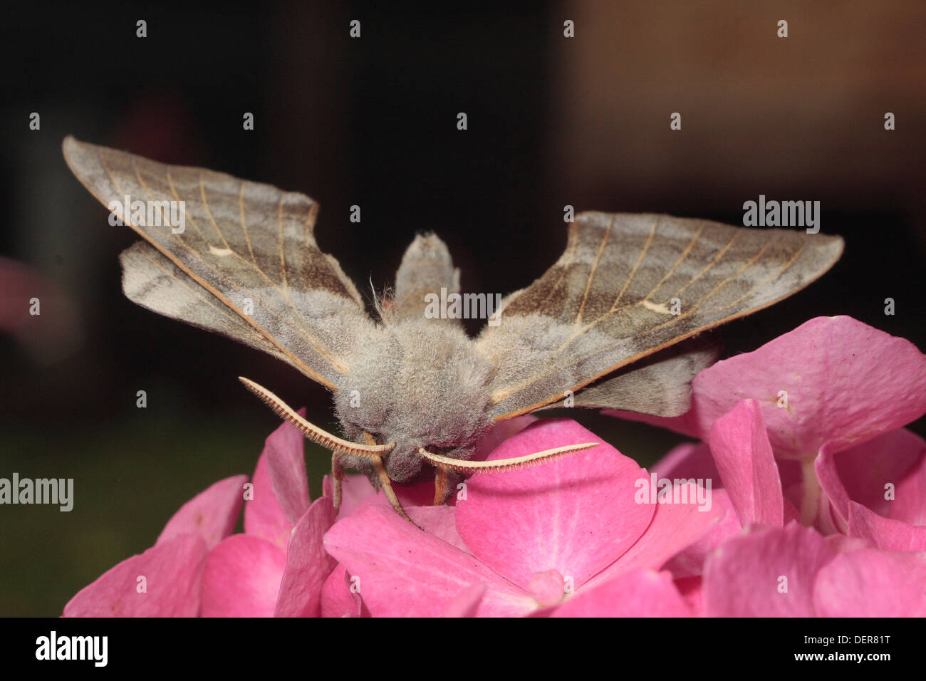 Moths flying night hi-res stock photography and images - Alamy