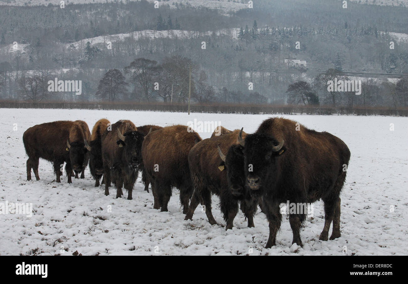 Bison in snow that are bred on the Rhug estate organic farm near Corwen ...