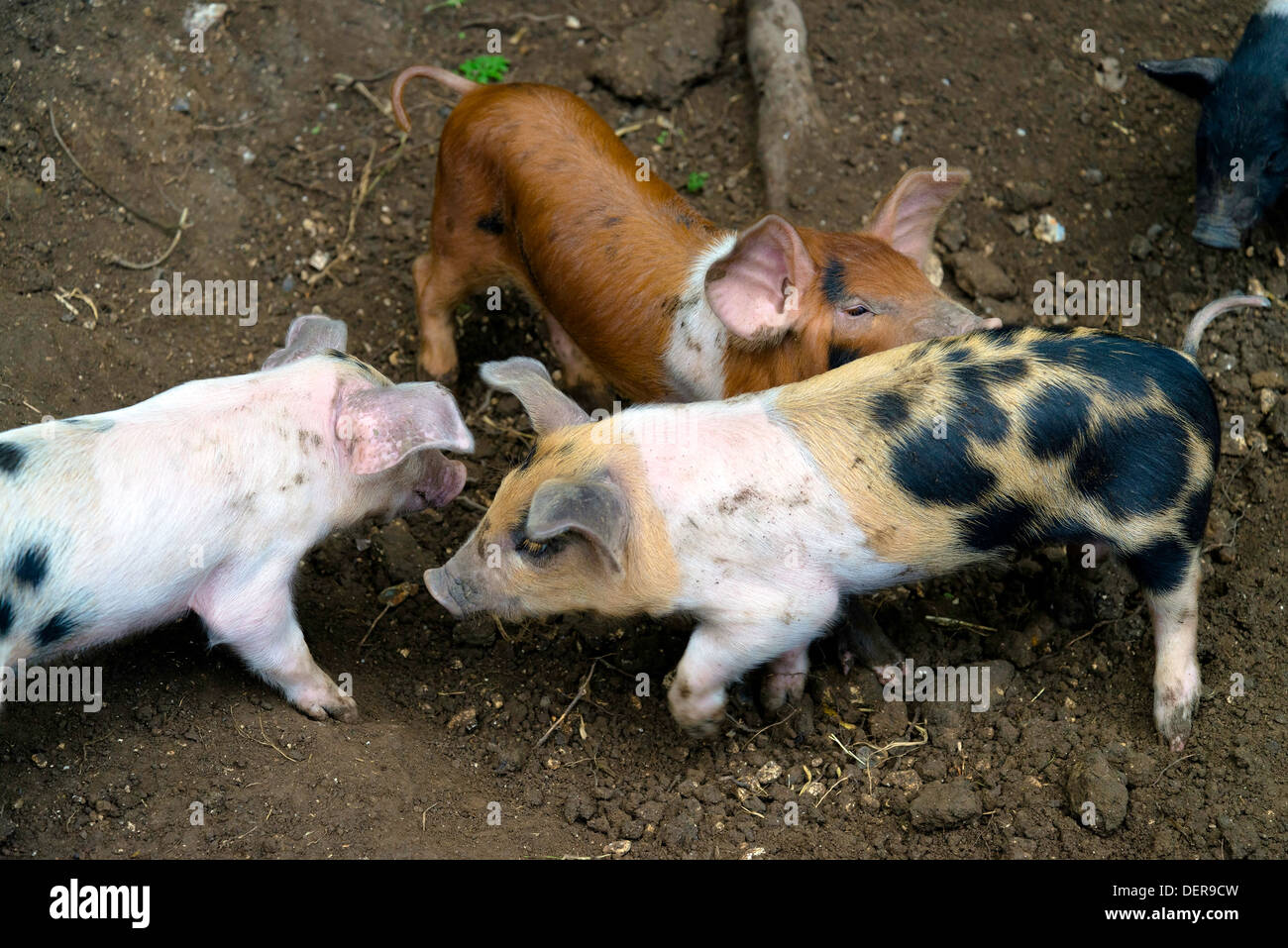 Fetal pig hi-res stock photography and images - Alamy