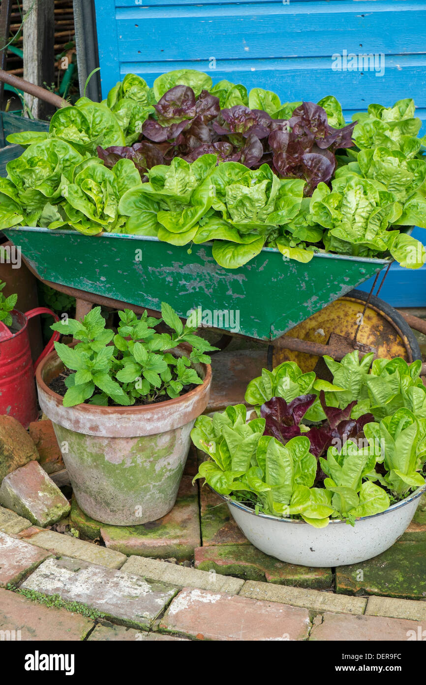 Small garden corner with old wheelbarrow planted with lettuce varieties ...
