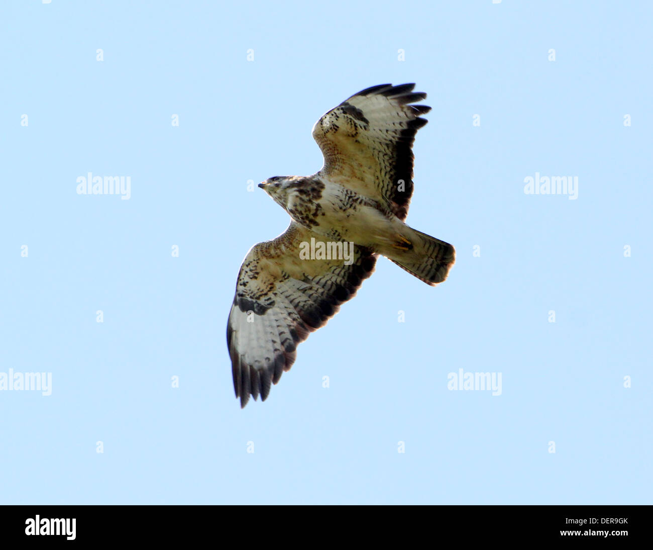 Buzzard wing patterns hi-res stock photography and images - Alamy