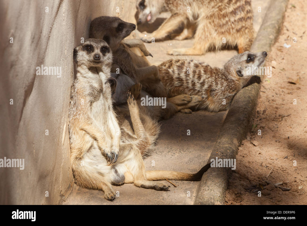 Meerkats relax at Taronga Zoo, Sydney, Australia Stock Photo - Alamy