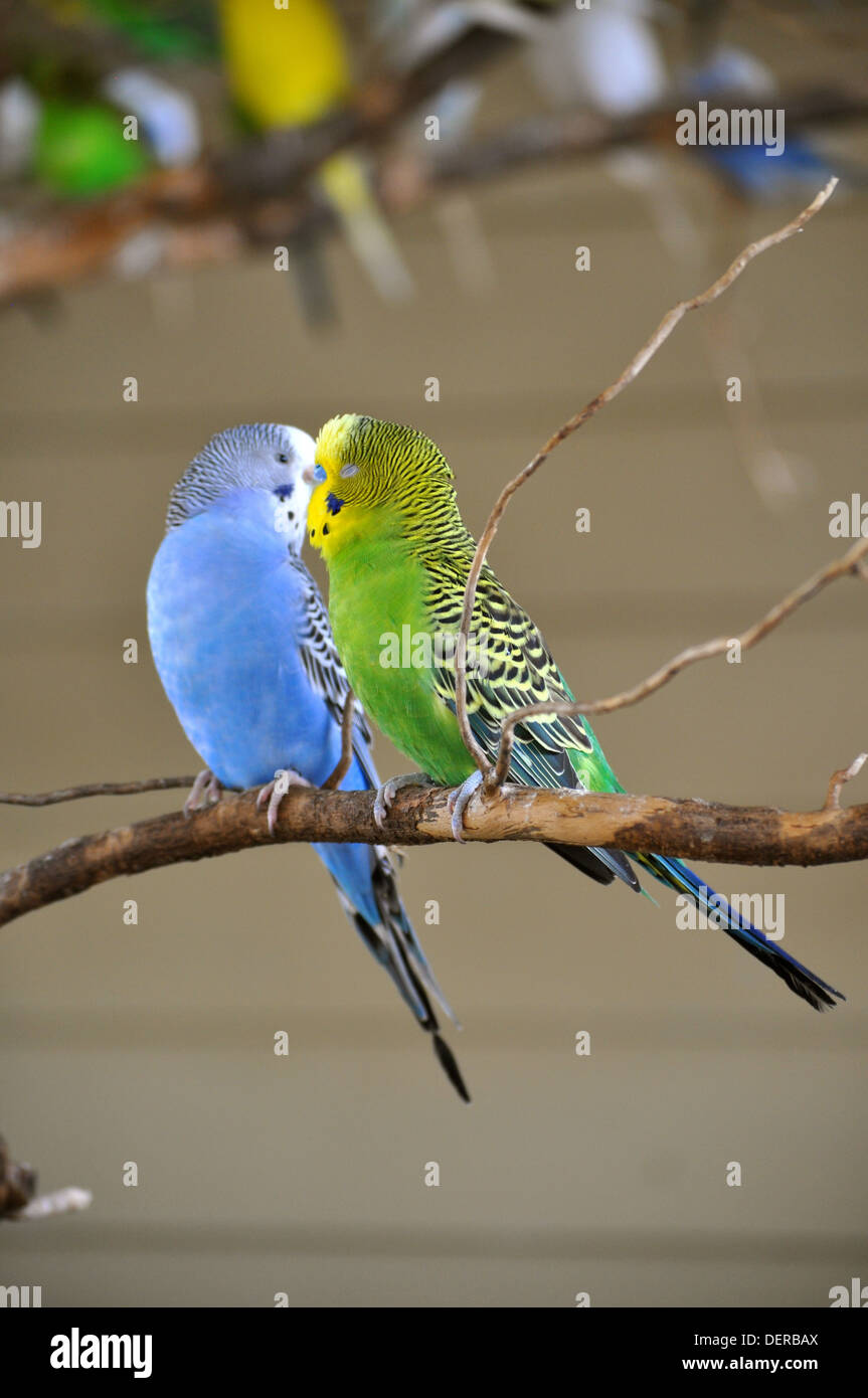 Budgies kissing hi-res stock photography and images - Alamy