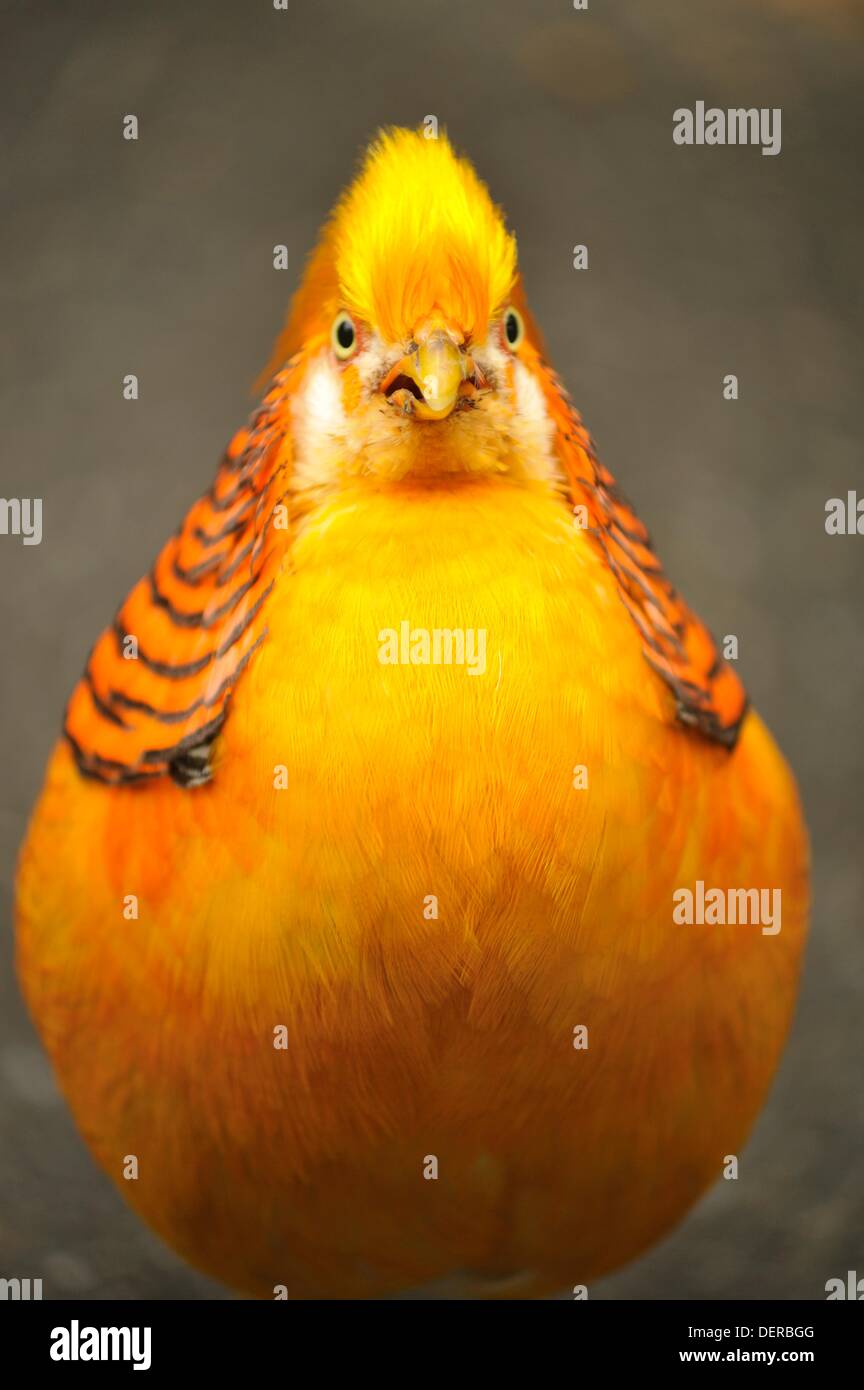 Chinese Pheasant High Resolution Stock Photography and Images - Alamy
