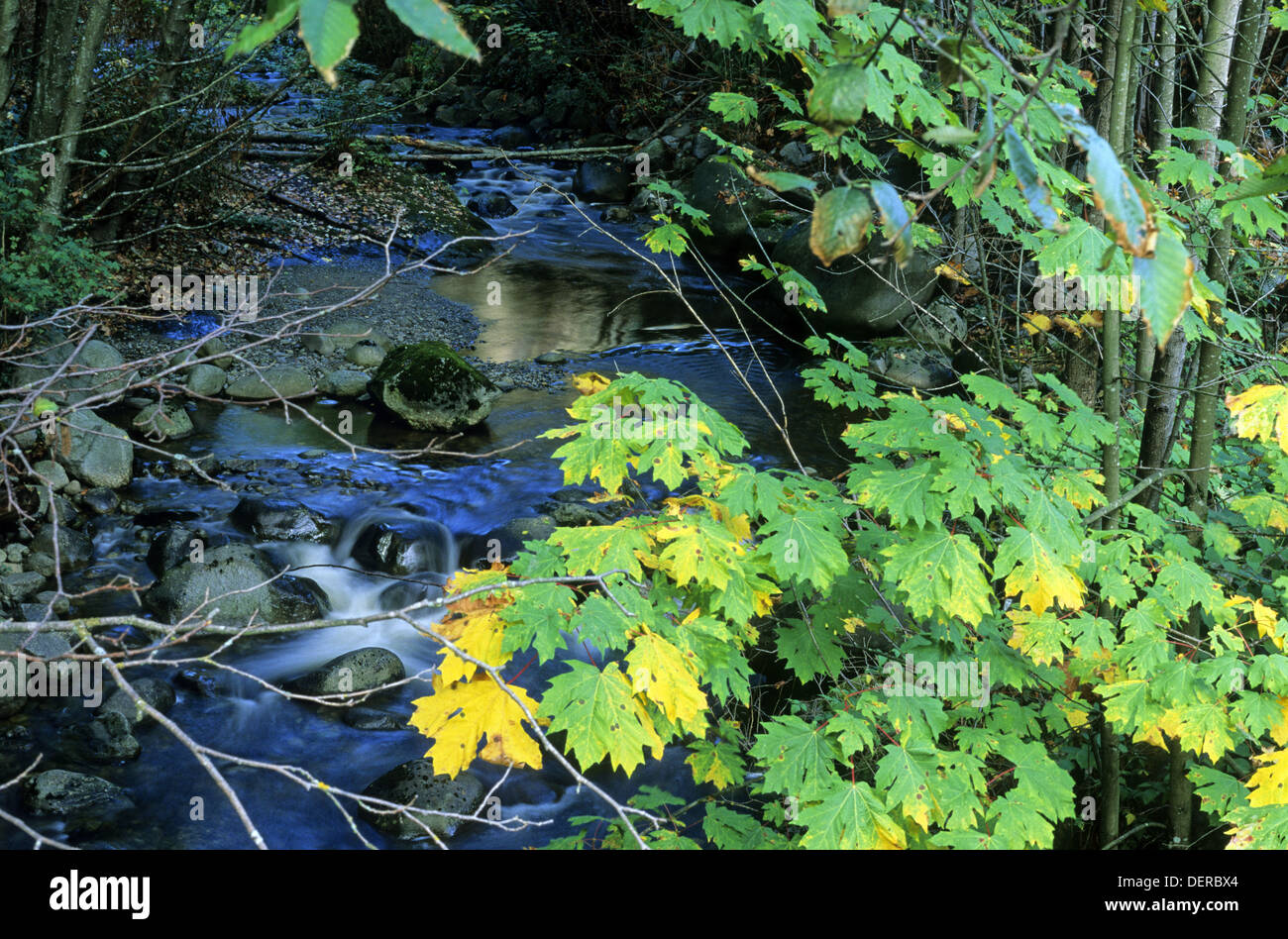 Bigleaf maples hi-res stock photography and images - Alamy