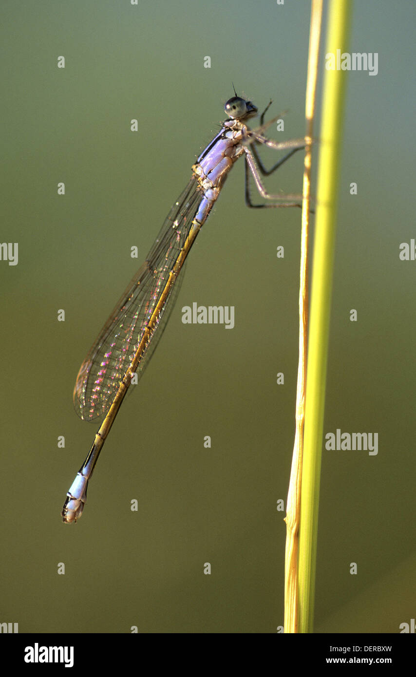 Ischnura sp hi-res stock photography and images - Alamy