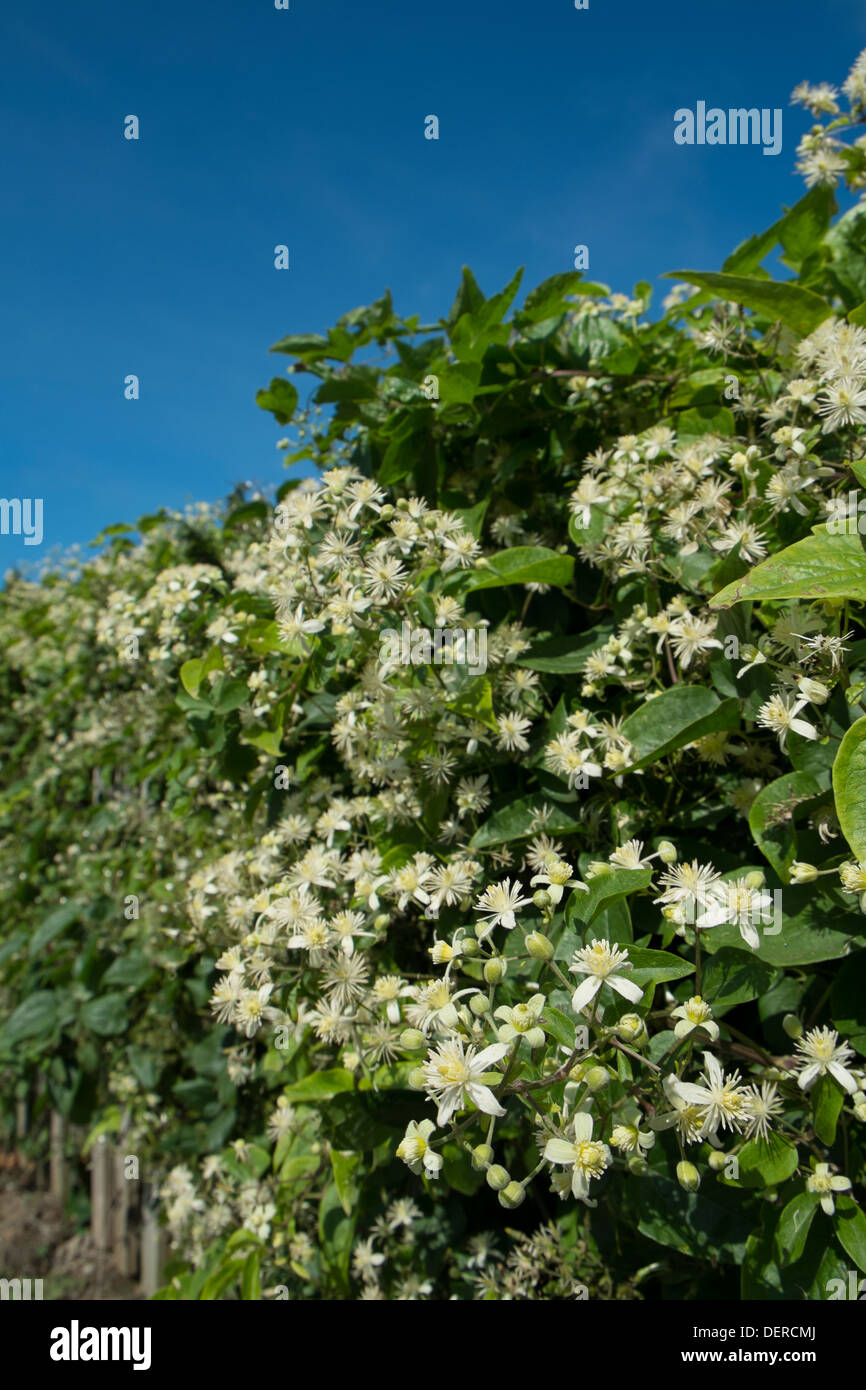 Wild clematis, clematis vitalba Stock Photo - Alamy