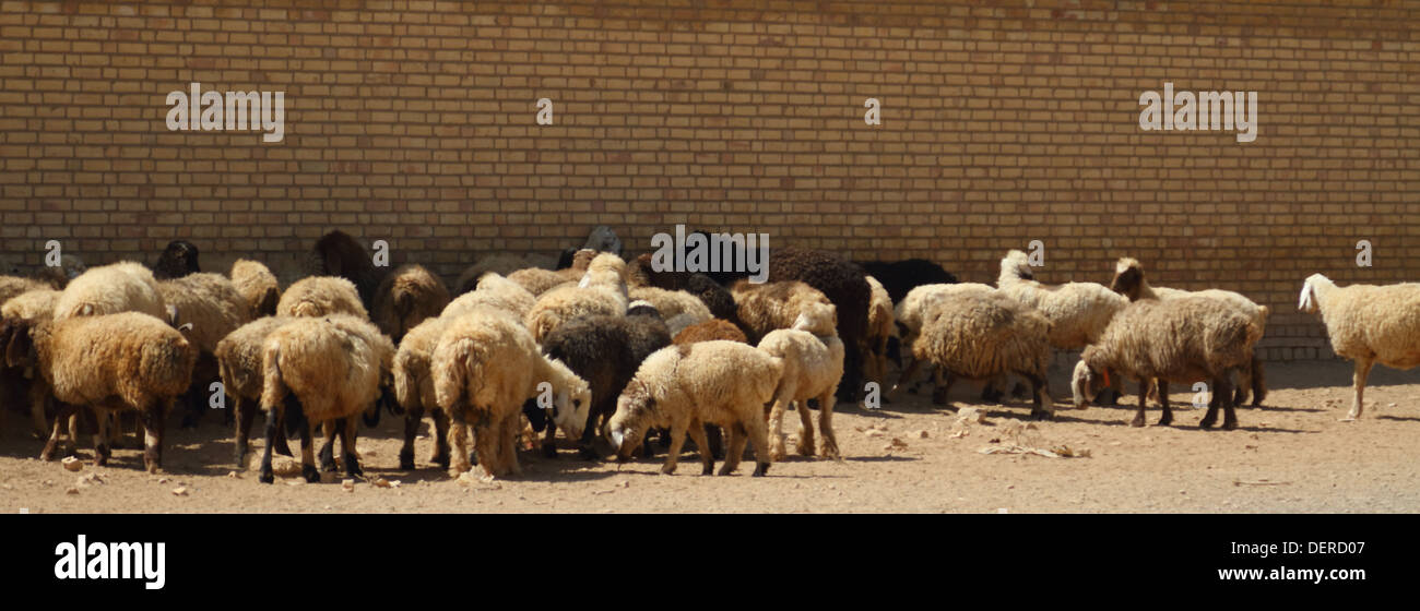 Sheep ranching hi-res stock photography and images - Alamy