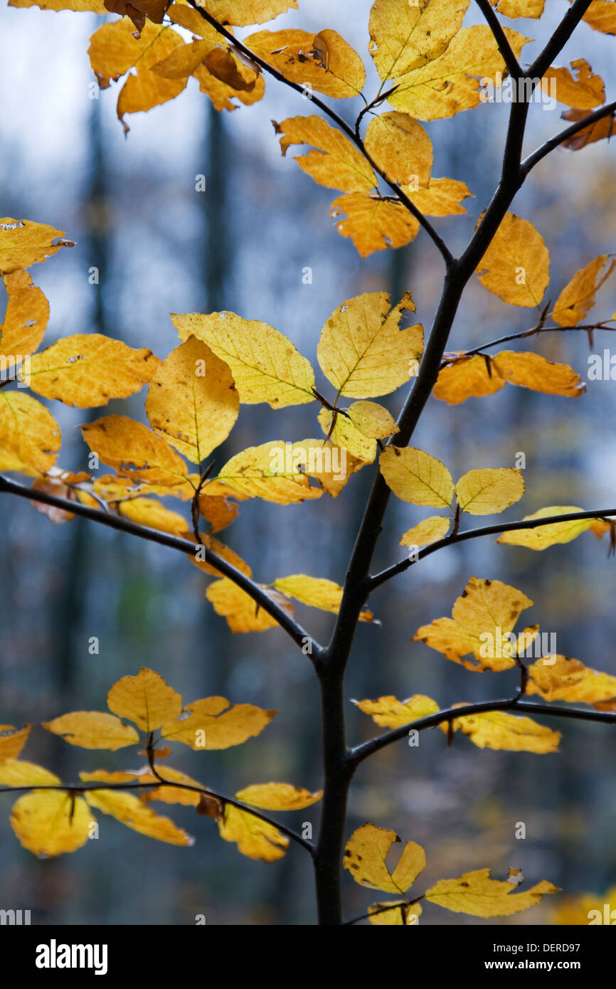 European Beech or Common Beech (Fagus sylvatica). Leaves in autumn ...