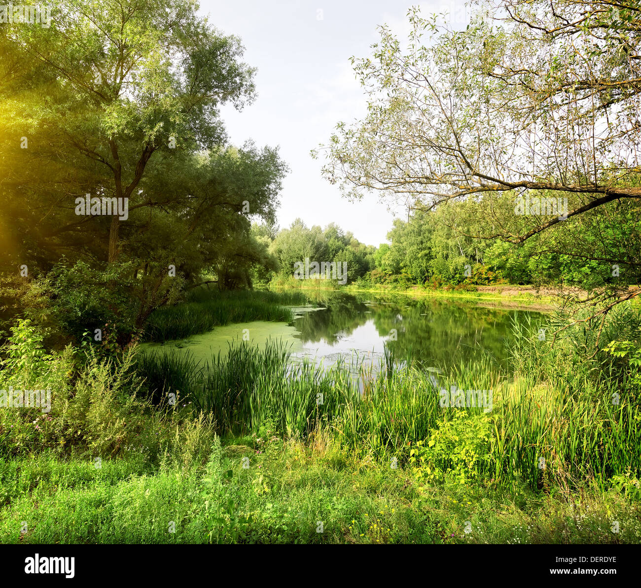 Idyllic river landscape in the forest in sunny morning Stock Photo - Alamy