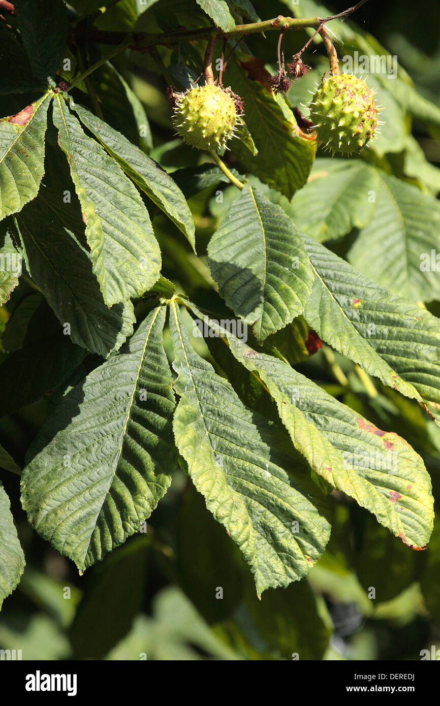 Spiney husks hi-res stock photography and images - Alamy