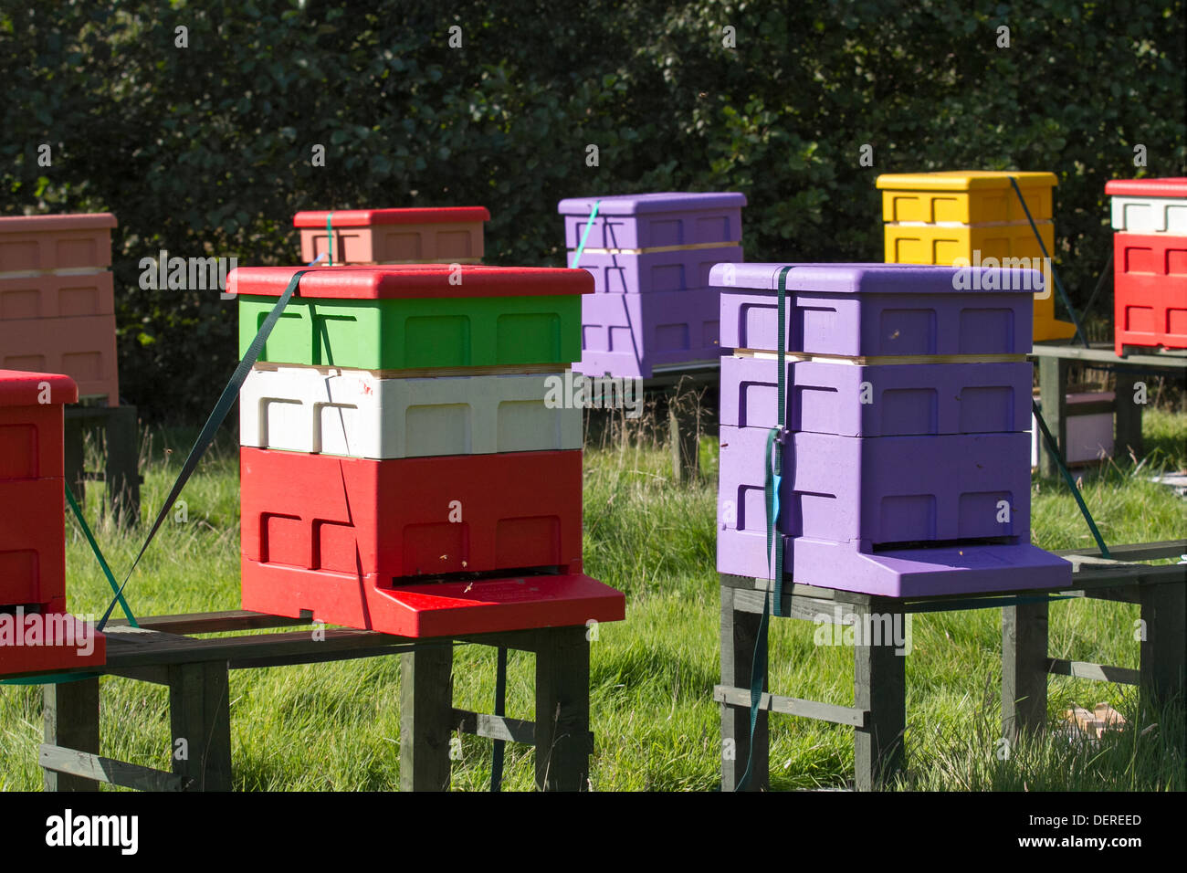 Colourful beehives Langstroth sizes arranged in L shape. Beekeeping ...