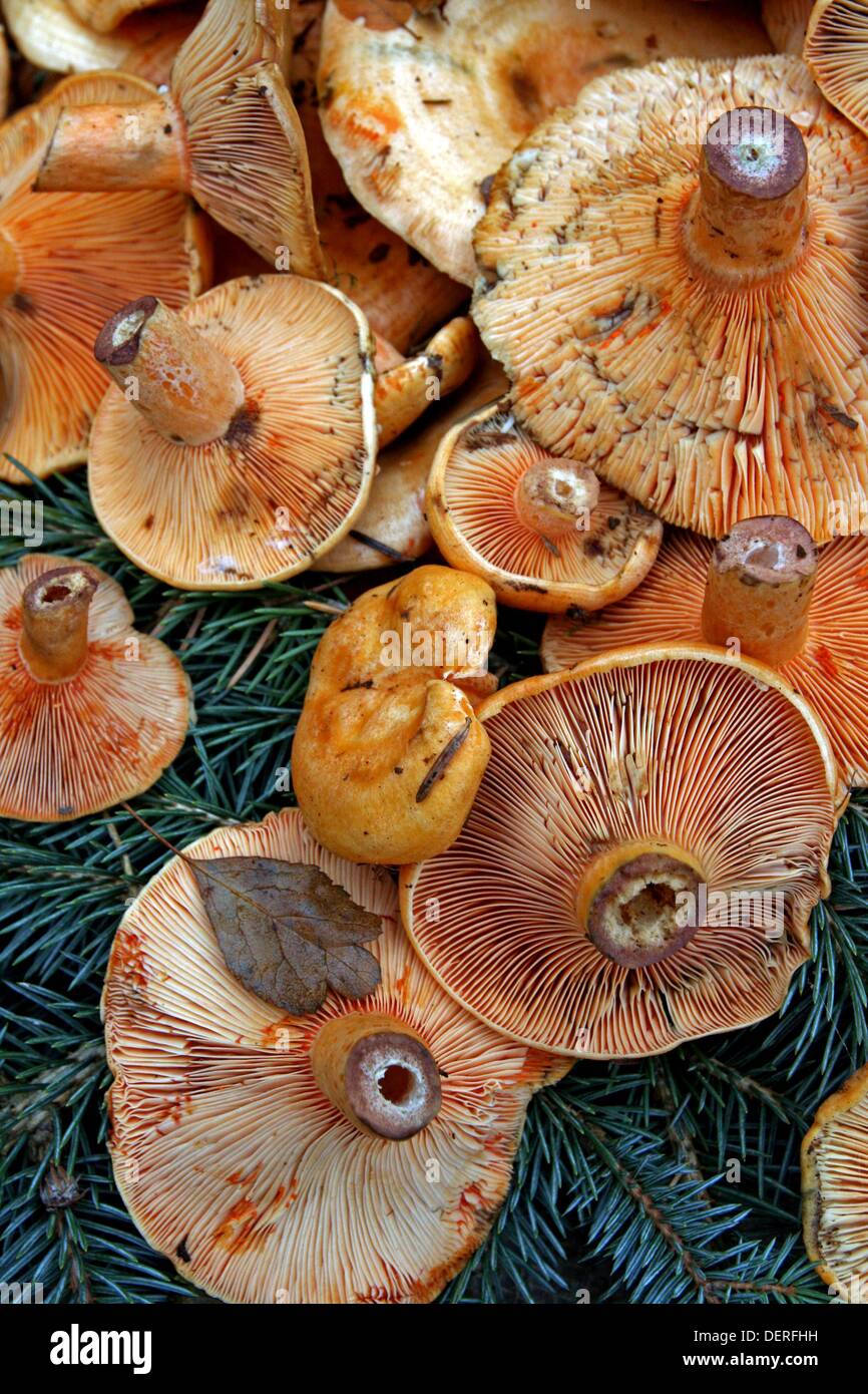 Lactarius edible mushrooms hi-res stock photography and images - Alamy