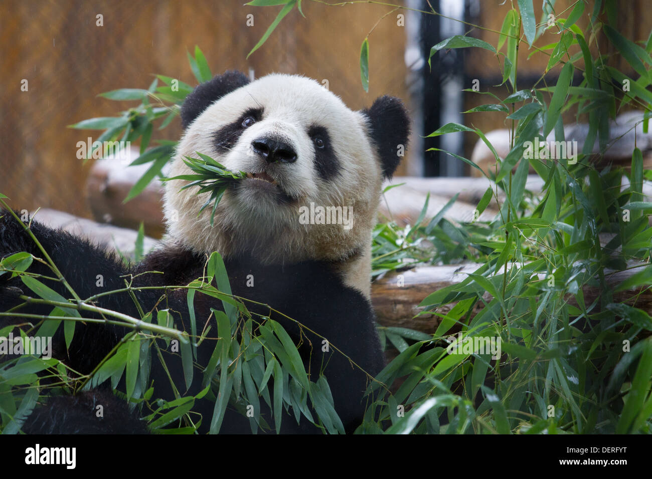 panda eating bamboo toronto zoo "er shun Stock Photo - Alamy