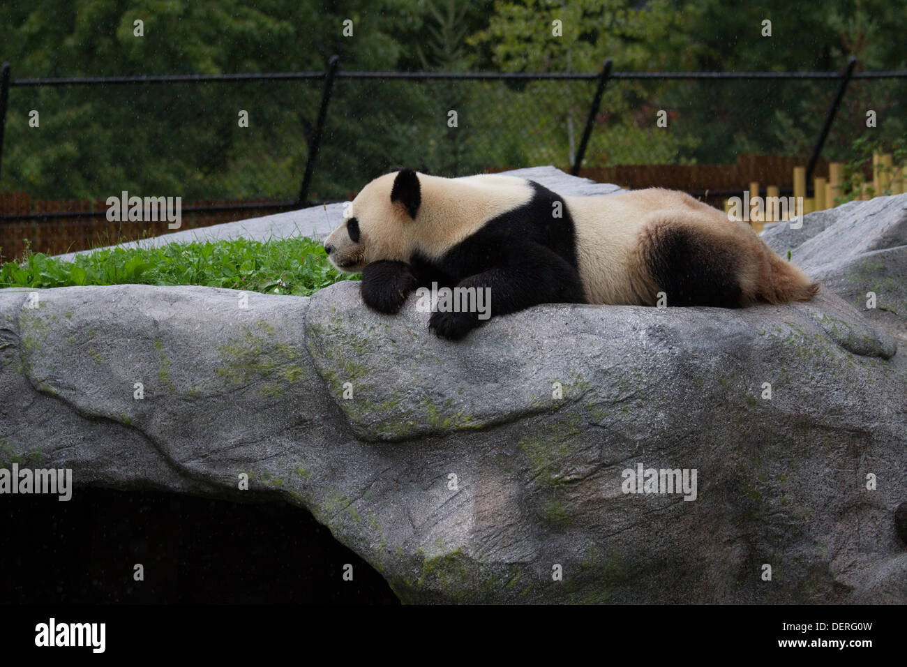 toronto zoo panda "da mao Stock Photo - Alamy