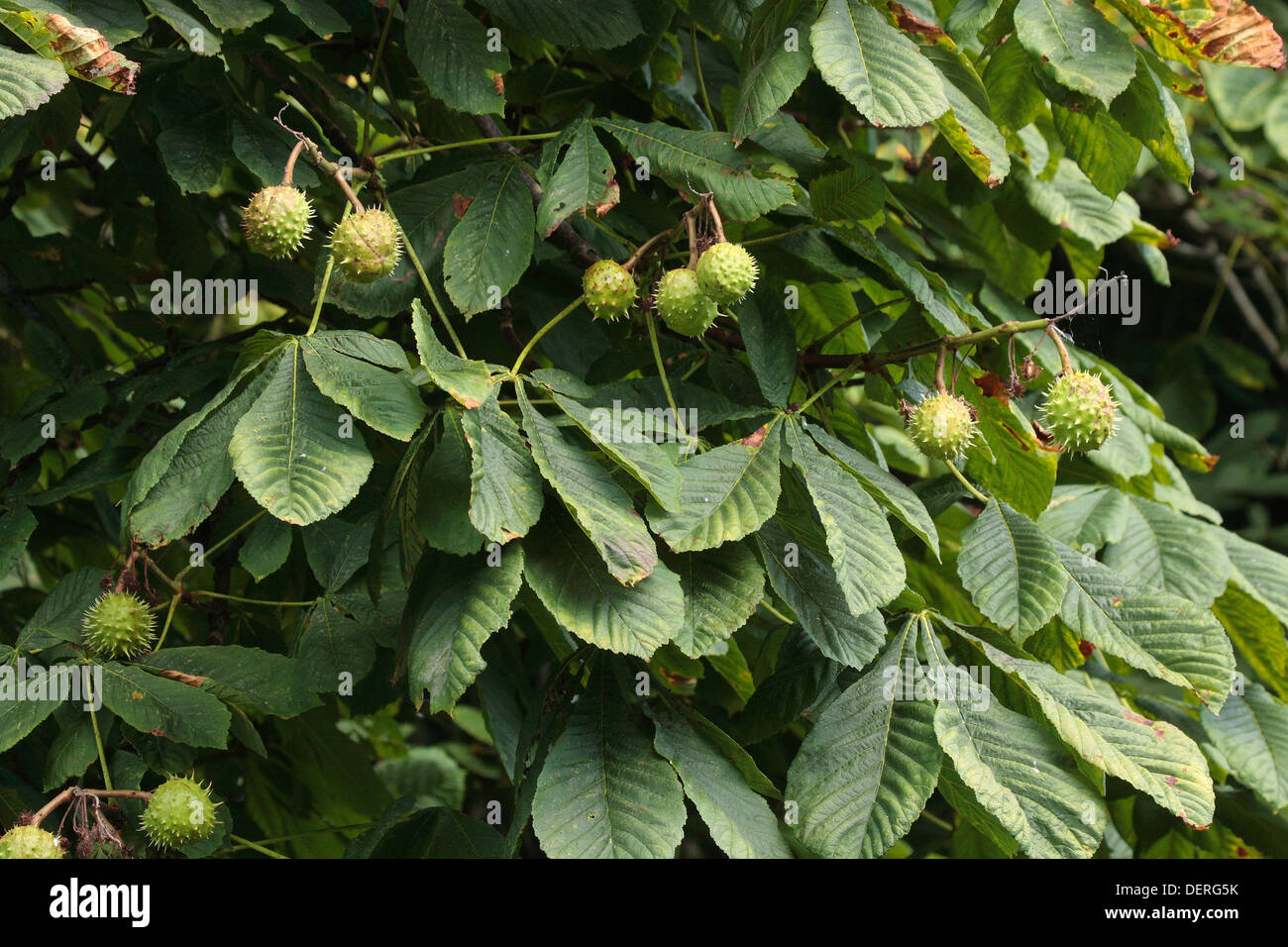 Spiney husks hi-res stock photography and images - Alamy
