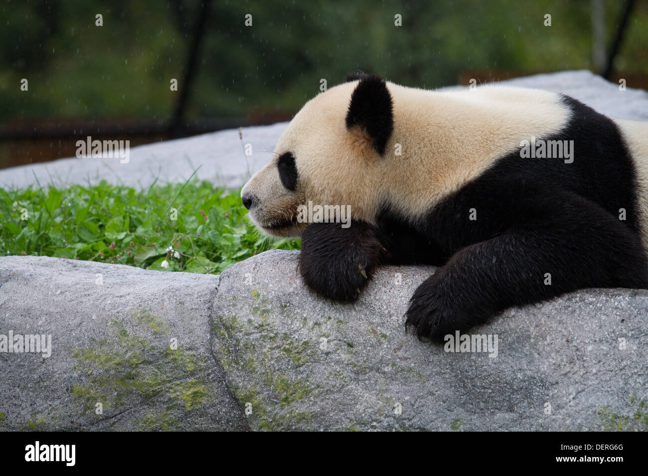 panda lying on rock Stock Photo - Alamy