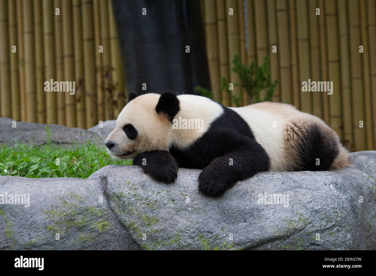 panda toronto zoo "da mao Stock Photo - Alamy