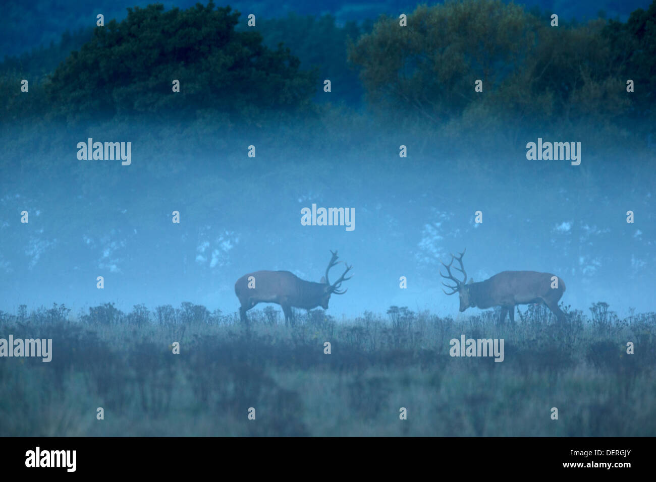 Stags rut for dominance to breed hi-res stock photography and images ...