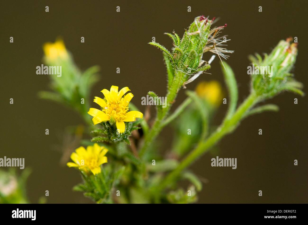 Stinkweed hi-res stock photography and images - Alamy