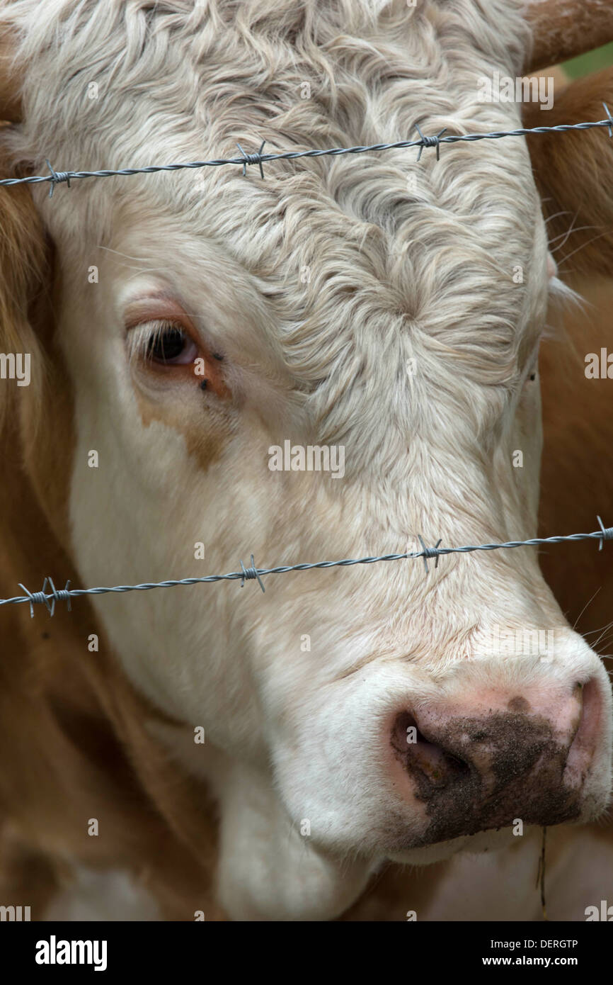 A cow inside barbed wire Stock Photo - Alamy