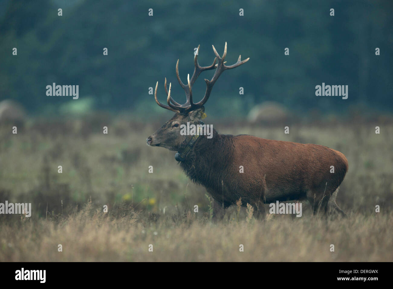 A Red Deer stag, with ear tags, during breeding season Stock Photo - Alamy