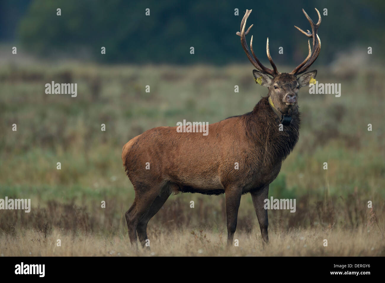 A Red Deer stag, with ear tags, during breeding season Stock Photo - Alamy