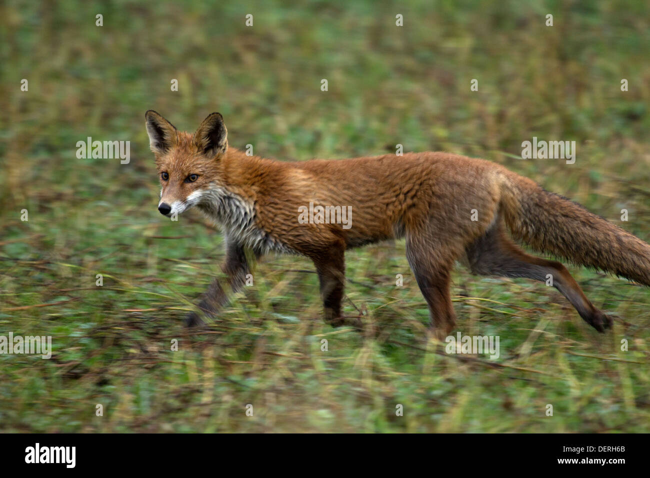 A Red Fox on the hunt for food Stock Photo - Alamy