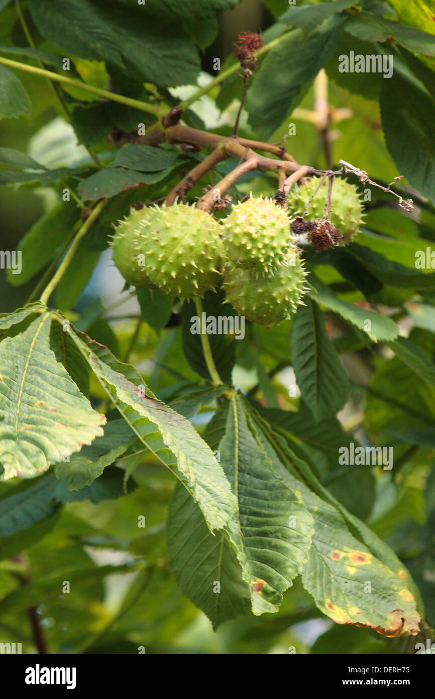 Chest nuts hi-res stock photography and images - Alamy