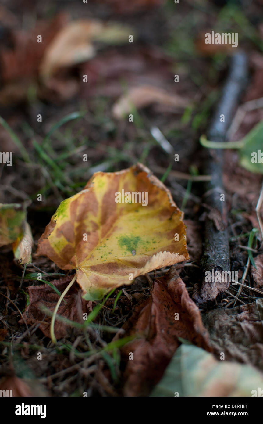 Dropped leaf hi-res stock photography and images - Alamy