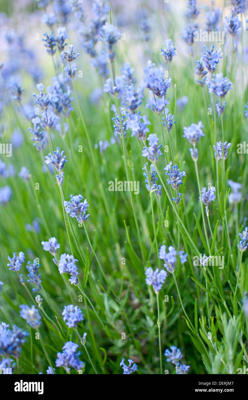 Pretty wild flowers hi-res stock photography and images - Alamy