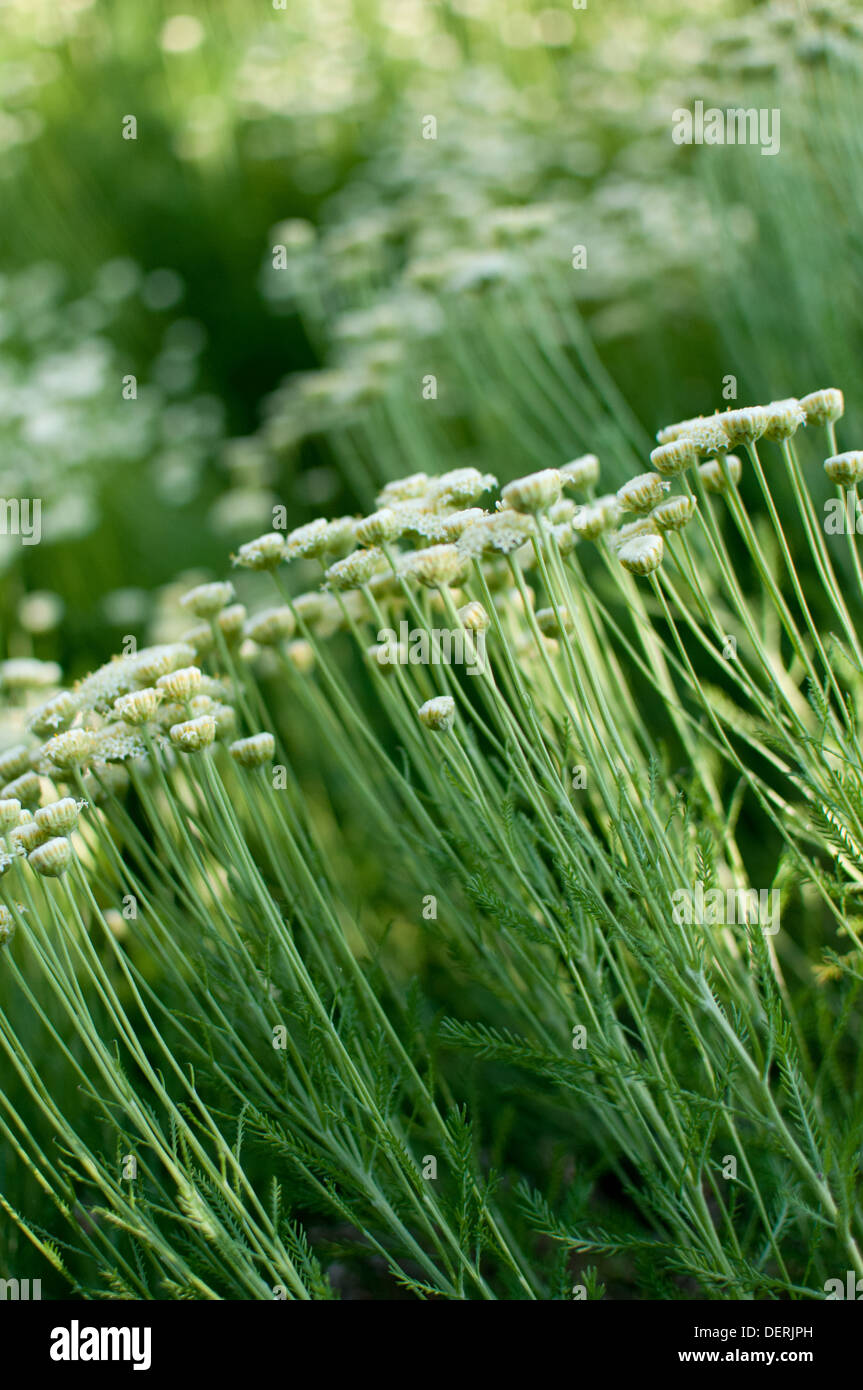 Stalks of flowers hi-res stock photography and images - Alamy